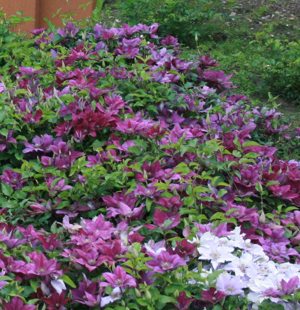 Klematis som bunddække