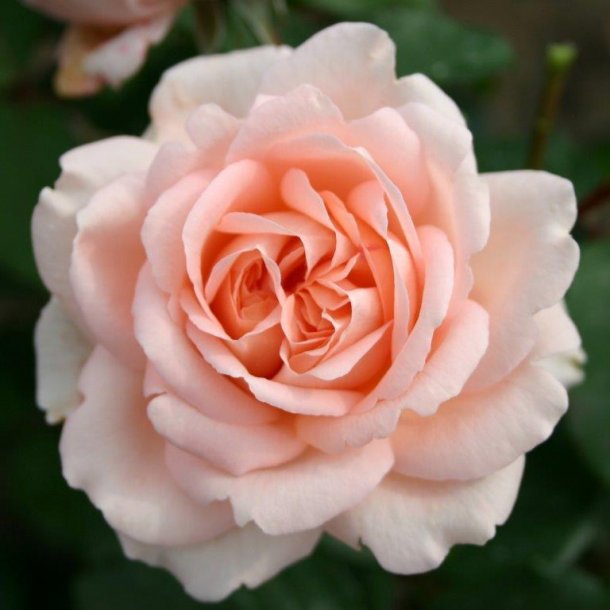 Rose 'Clair Renaissance' - Roser - Home and Garden Amba